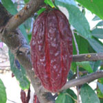 Fleur-des-Tropiques: Plants et Graines de plantes tropicales, épices de ...