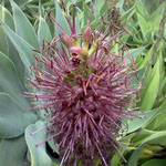 Agave mitis / Plante Succulente - lot de 10 graines - Fleur-des-Tropiques