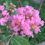 Lagerstroemia indica / Orgueil de l'Inde - lot de 15 graines - Fleur ...